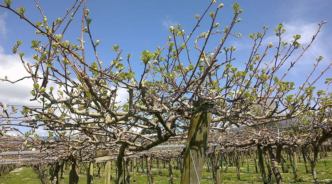 ACTIGARD compatibility and efficacy demonstrated | Syngenta
