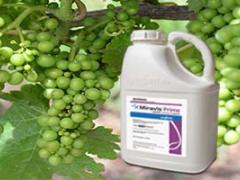 Disease control hits new level with MIRAVIS Prime | Syngenta