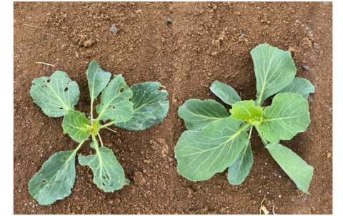 Seedling drench trial gives growers confidence | Syngenta